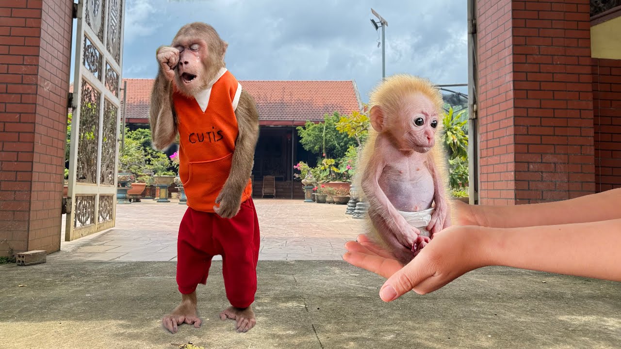The tearful farewell of Cutis & the baby monkey - YouTube