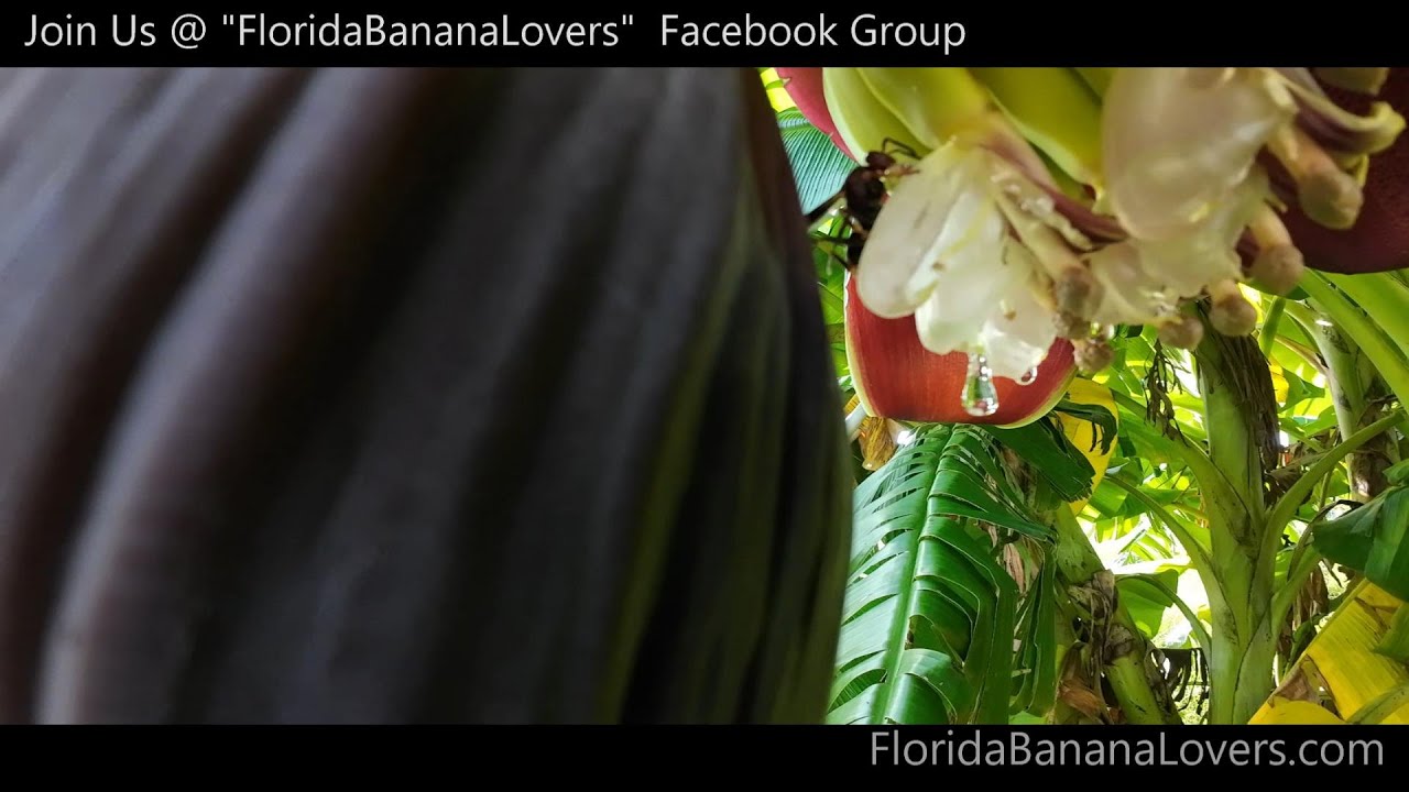 Banana Blossom Nectar Dripping, It’s Sweeter Than Sugar! - YouTube
