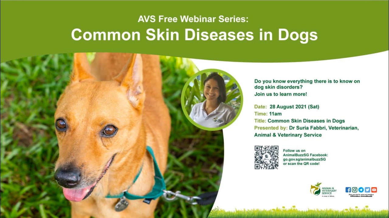 What Are Dog Diseases