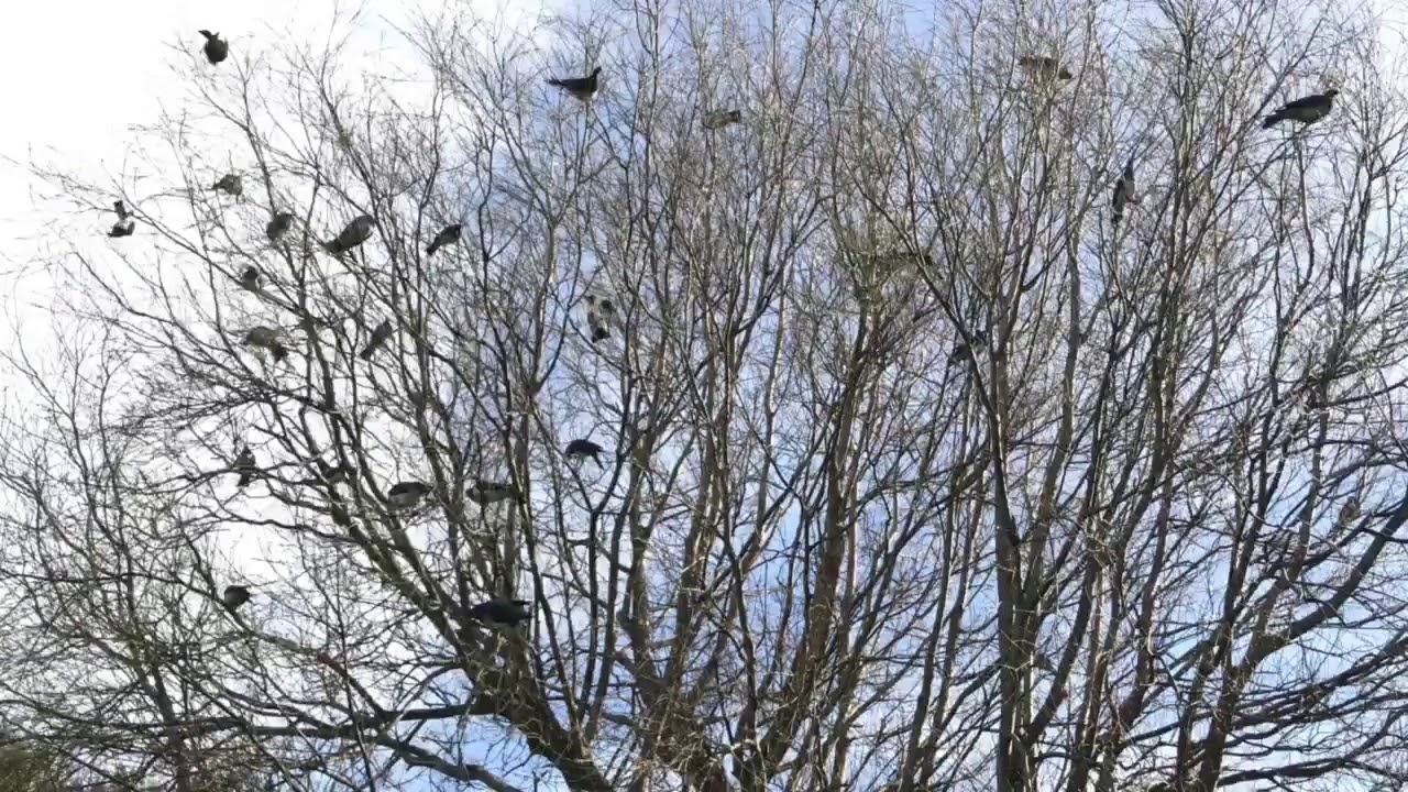 Kererū flock - YouTube