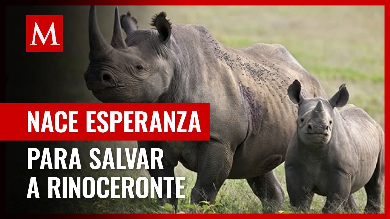Nació un raro rinoceronte negro del que sólo quedan 800 ejemplares en el mundo - YouTube
