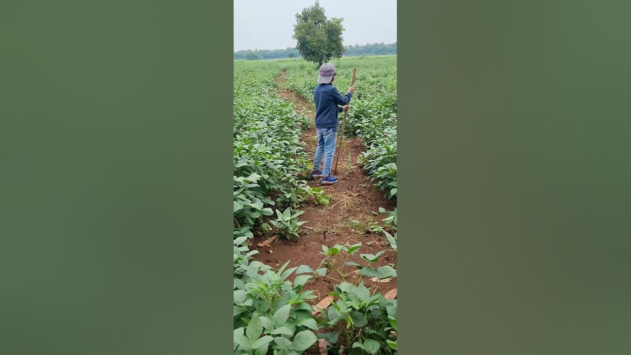 going into khet 2 #nature - YouTube