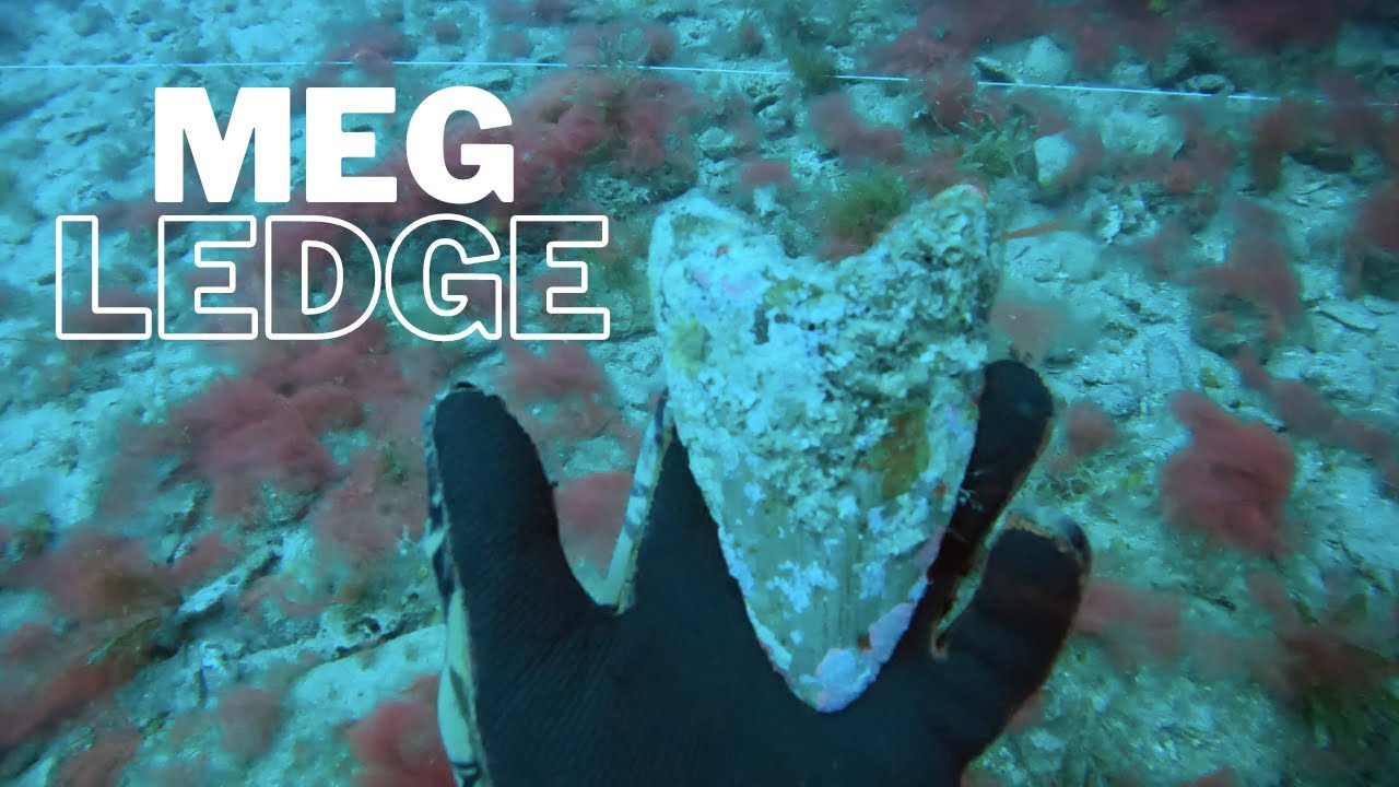 Hunting for Megalodon Teeth at the Meg Ledge - YouTube