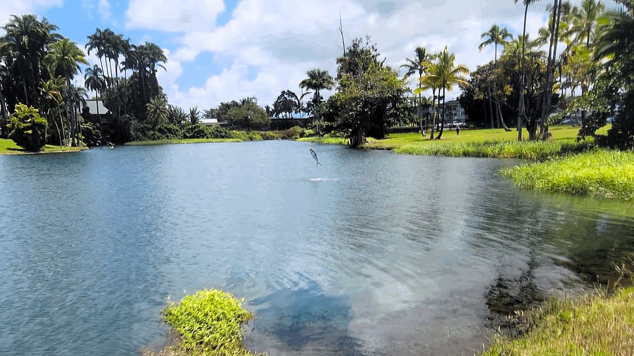 Catch & release of a 23 lb. 8 oz. Awa (Milkfish) at Wailoa State Park ...