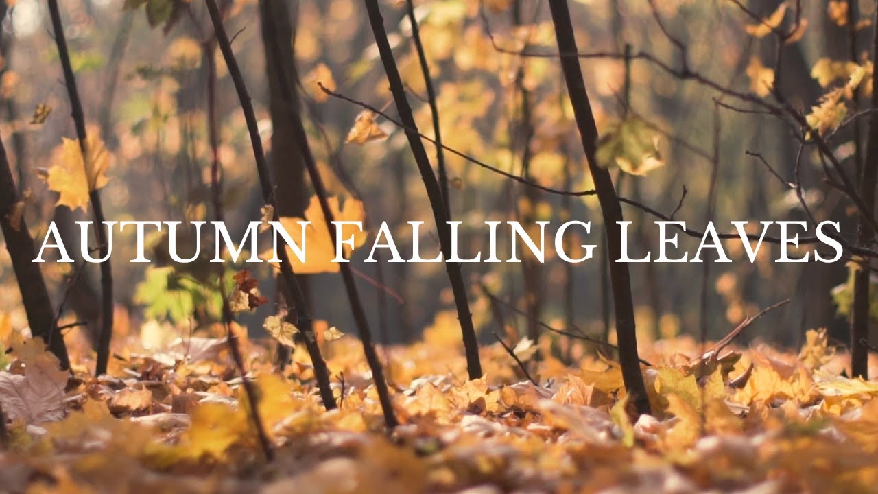 Quiet Autumn Forest Ambience | Leaves Falling | Healing Forest Sounds ...