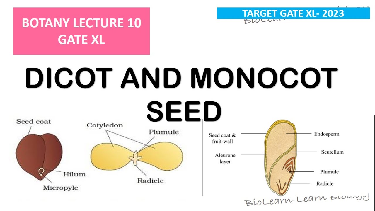 MONOCOT AND DICOT SEED|| ANGIOSPERMIC PlANTS || BOTANY|| - YouTube