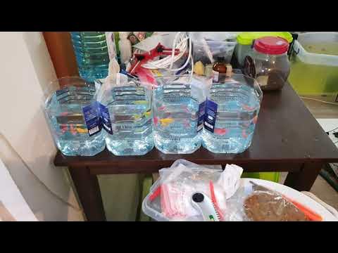 Халявный Нерестовик! Тернеции на нерест Гурами обрадовали Био фильтра ...