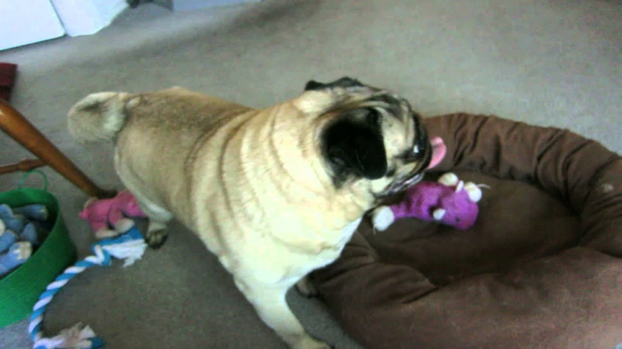 Pugs Gone Wild - YouTube