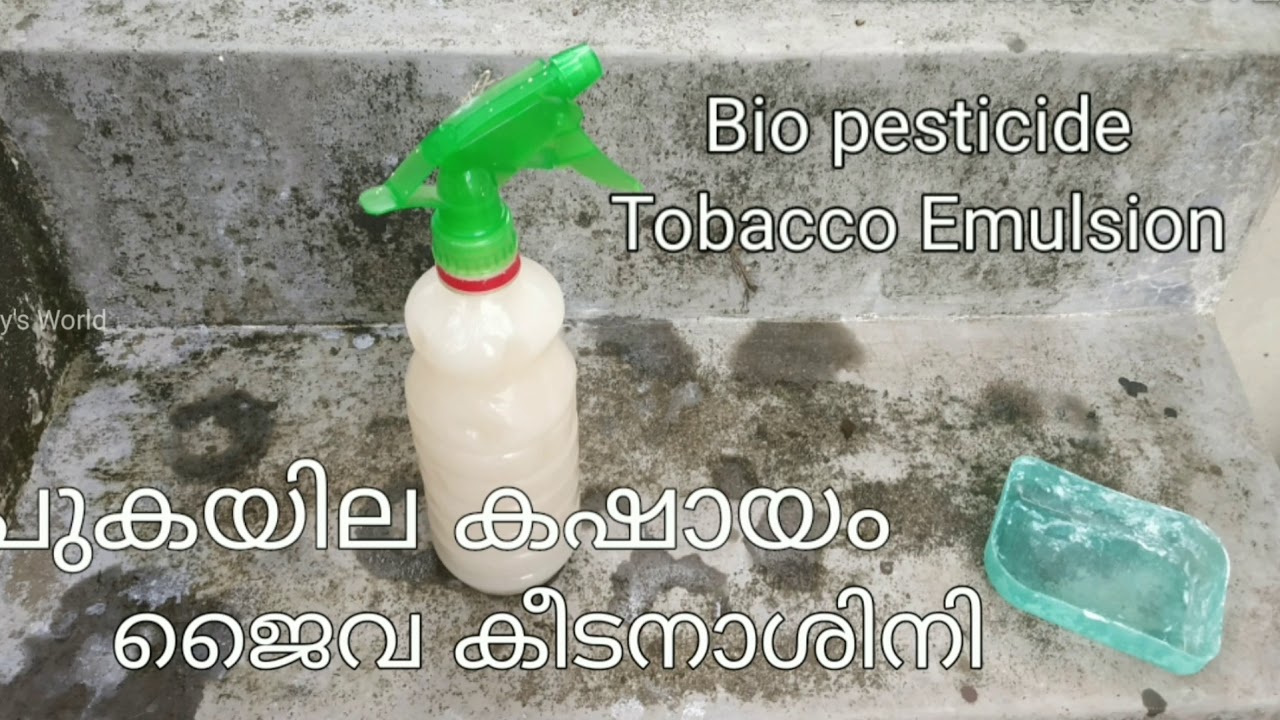 Tobacco Emulsion / പുകയില കഷായം / bio pesticide / pukayila kashayam ...