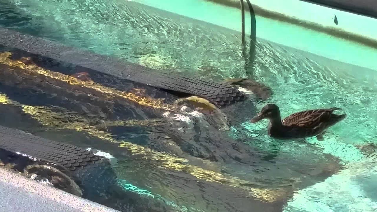 Duck crushed by Small World boat - YouTube