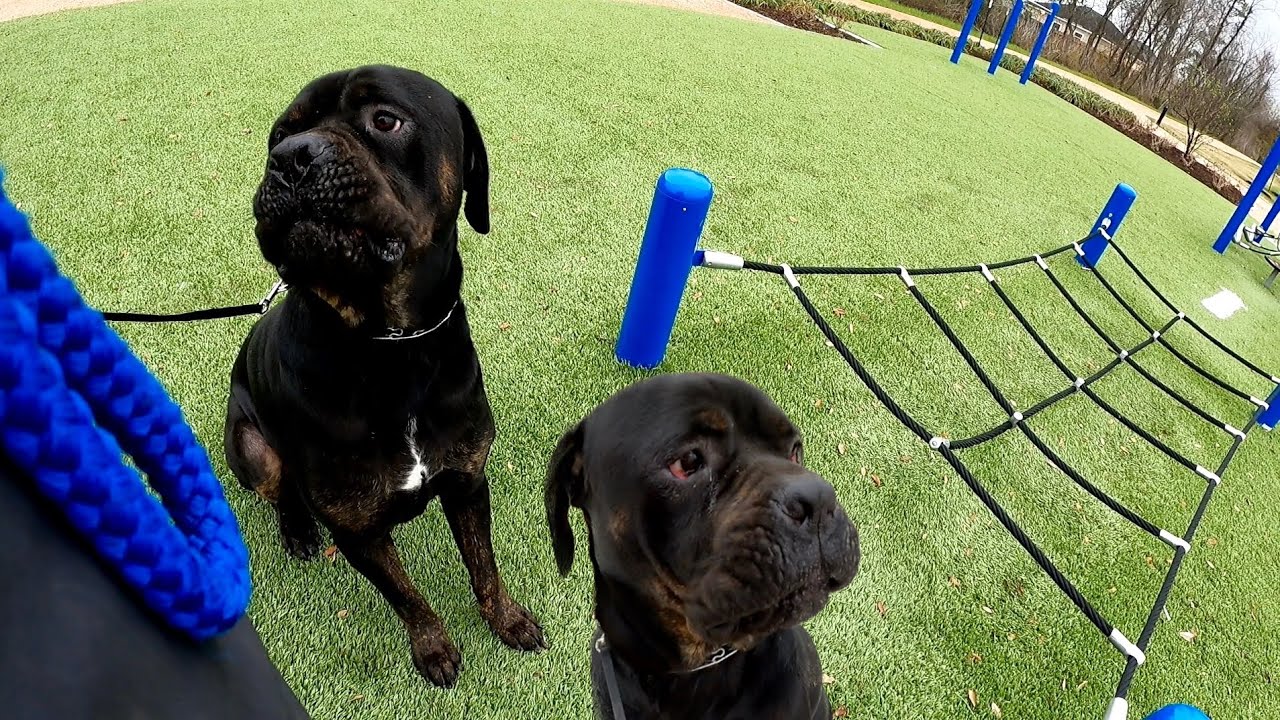 Reluctant Obstacle Cane Course Training With A Rehabilitation Corso ...