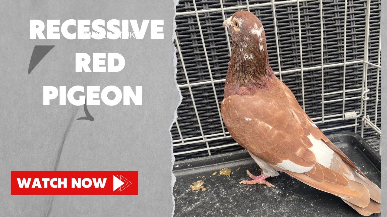 RECESSIVE PIGEON RED CHOCOLATE BROWN RACER COCK RACING HOMER - YouTube