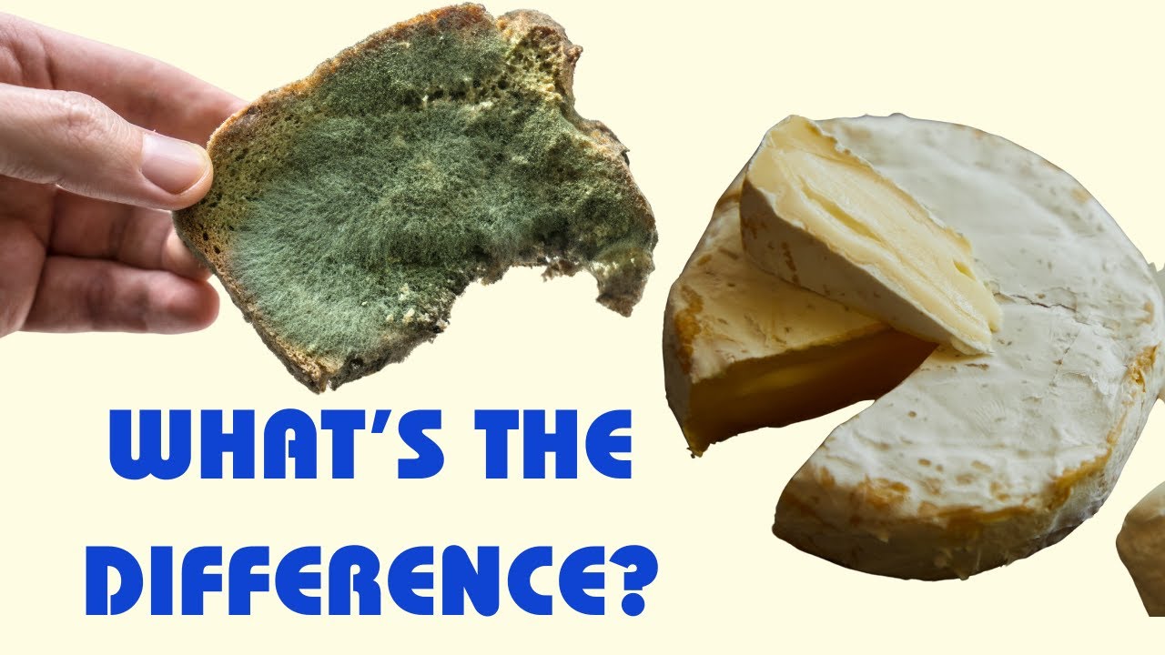 Fermented vs rotten: The science behind what's safe and risky! - YouTube