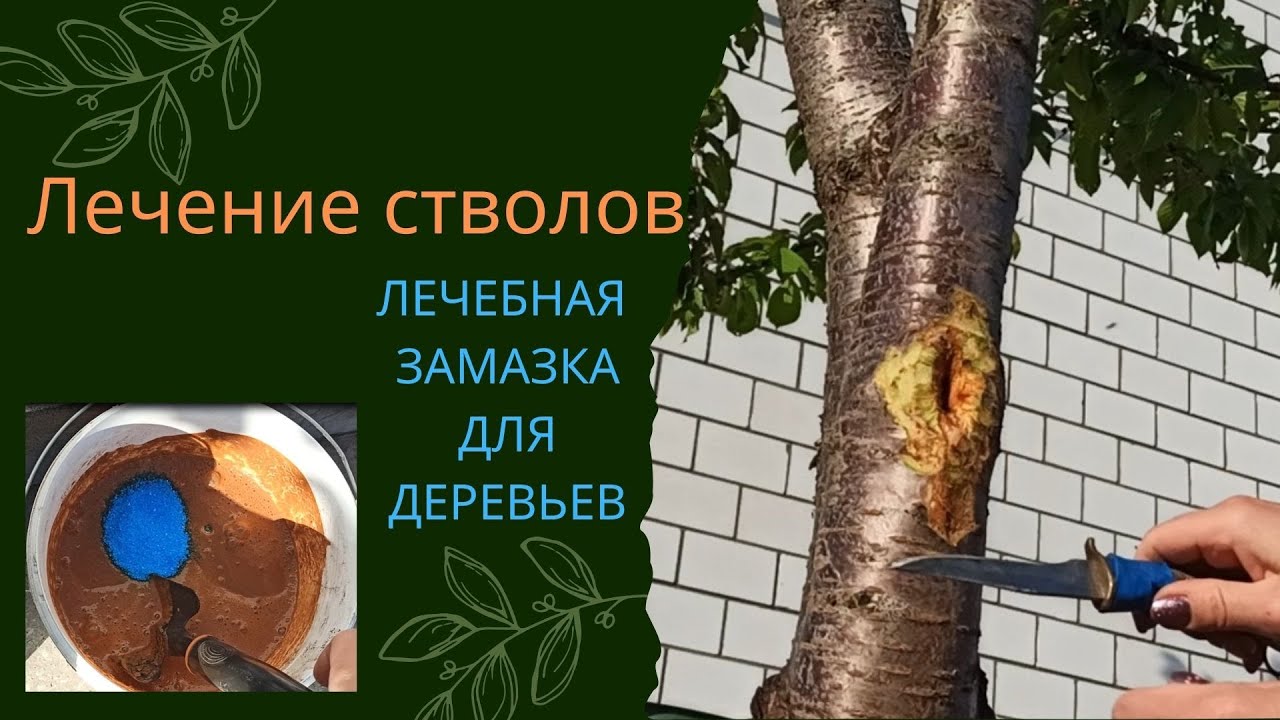Рецепт лечебной замазки для лечения стволов деревьев. - YouTube