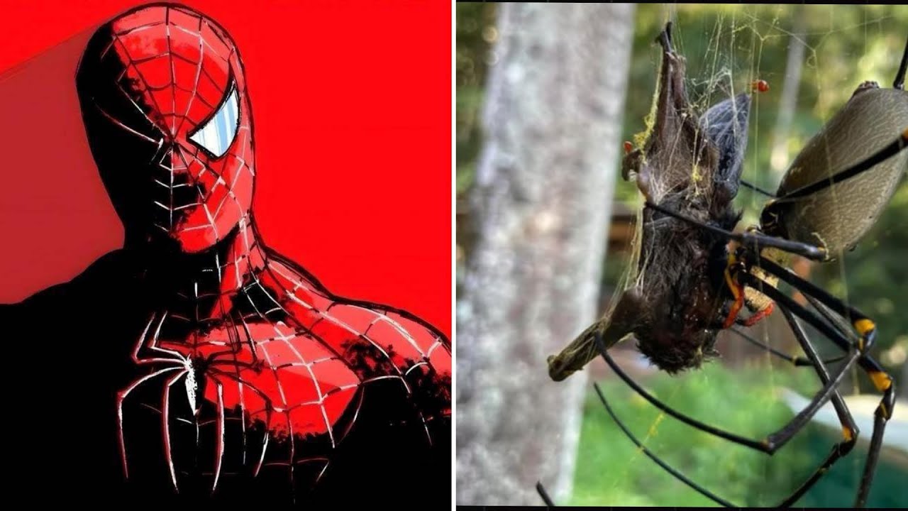 "Bat-eating Spider: Getting to Know a Fearsome Predator" 🕷vs🦇 - YouTube