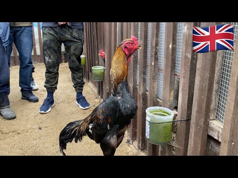 Shamo Breeds UK [Bill Ripley]