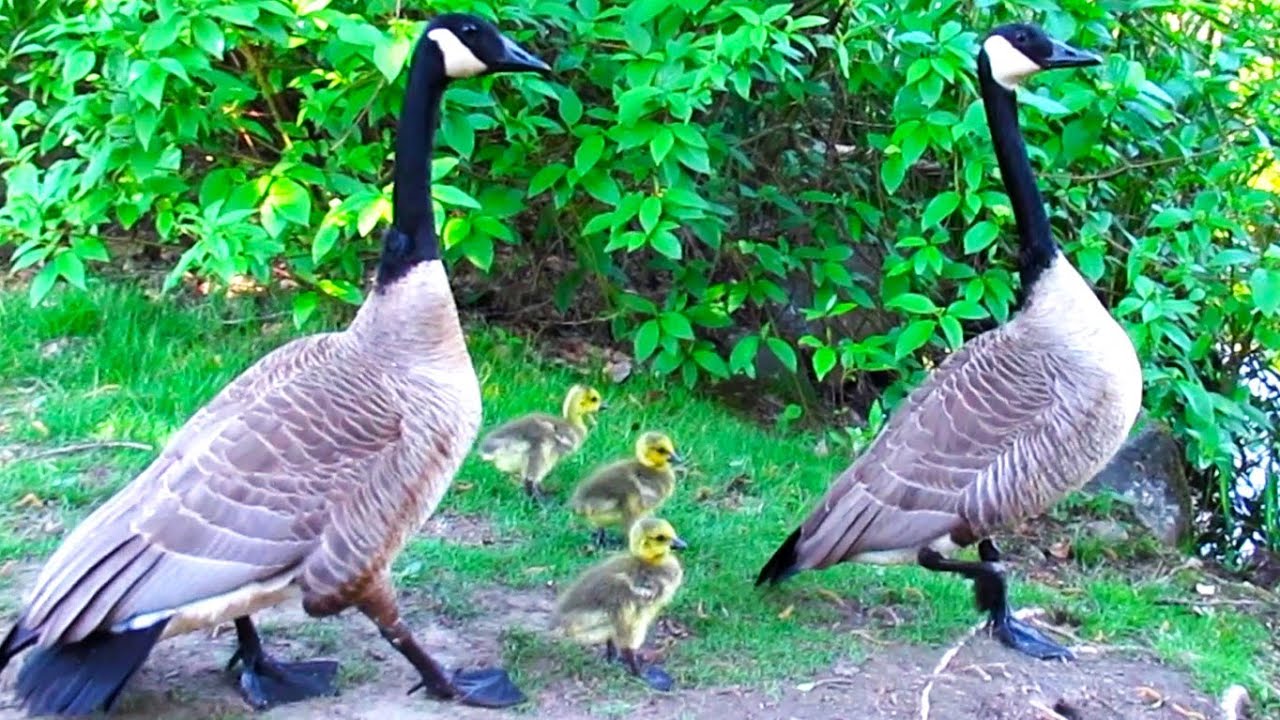 Canada Geese SOUNDS CALLING Babies to Run into Water - YouTube