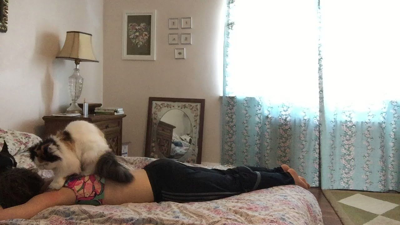 Persian Cat Masseuse Viralhog Youtube