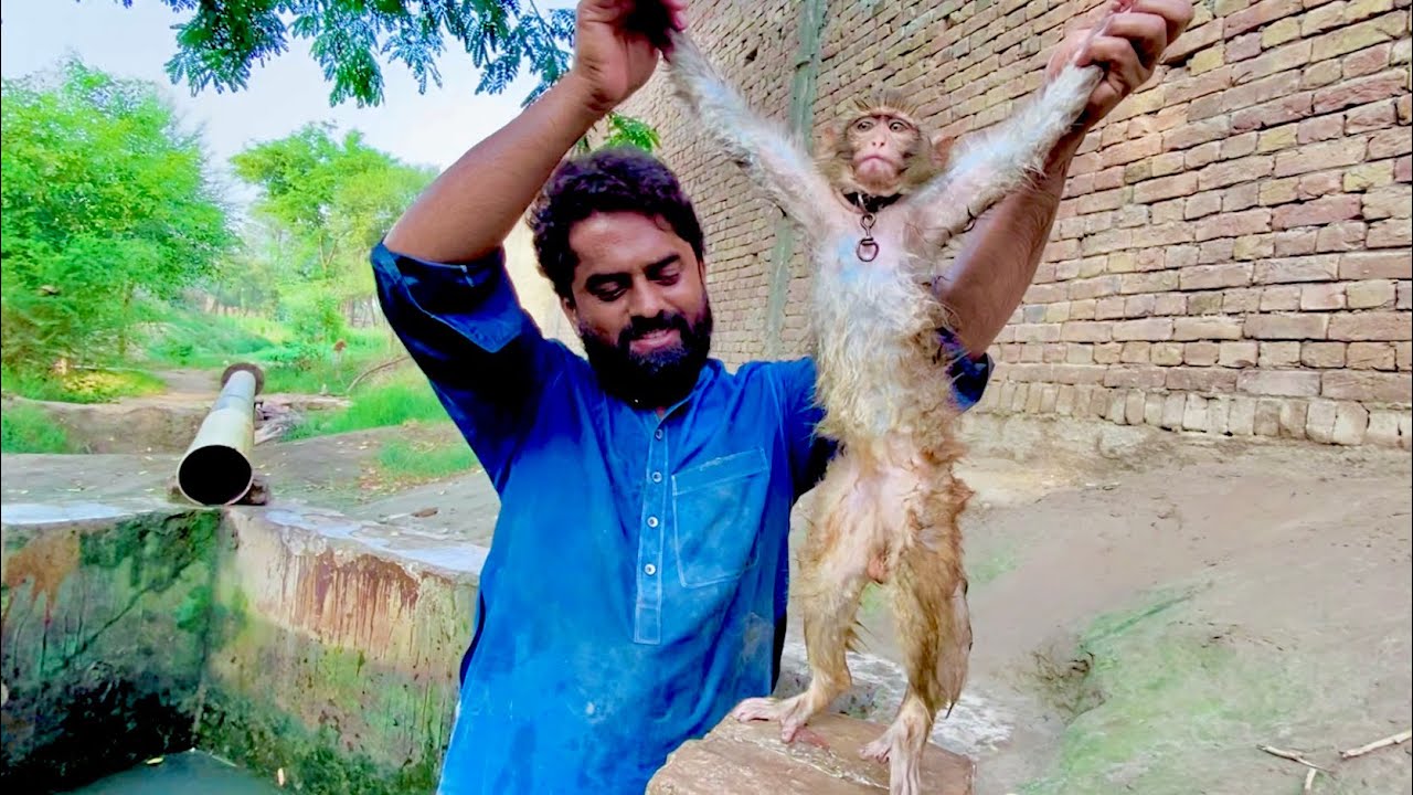 Monkey aj subah ki sair ki #monkey - YouTube