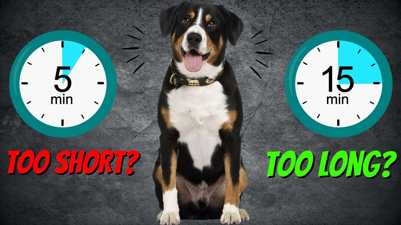 How Long Should Dog Training Sessions Be? The Perfect Timing! - YouTube