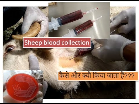 blood collection in sheep I impotance in Microbiology - YouTube