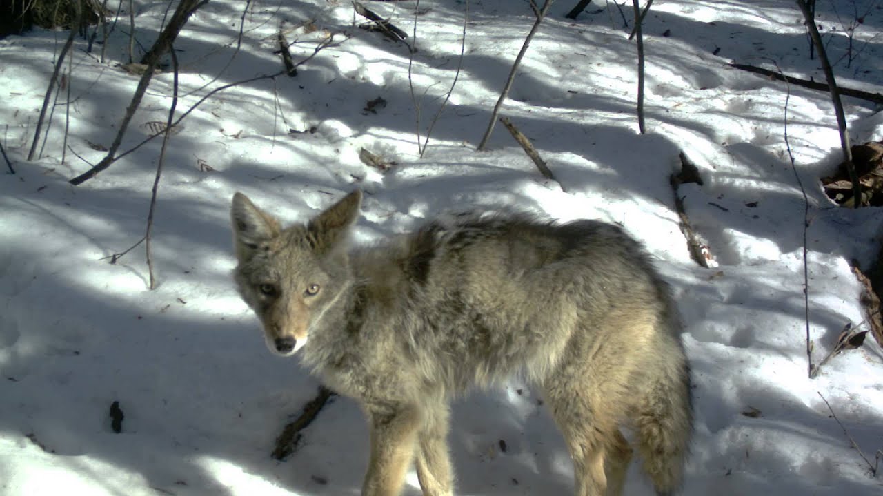 U of A doctoral student leaves lasting mark on Edmonton Urban Coyote ...