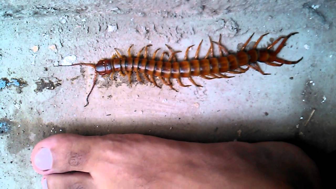 Cien pies gigante - YouTube