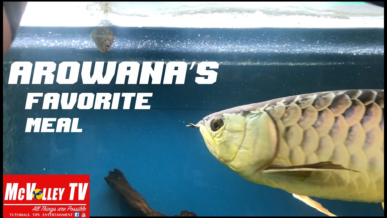 Asian Arowana's Favorite Diet - YouTube