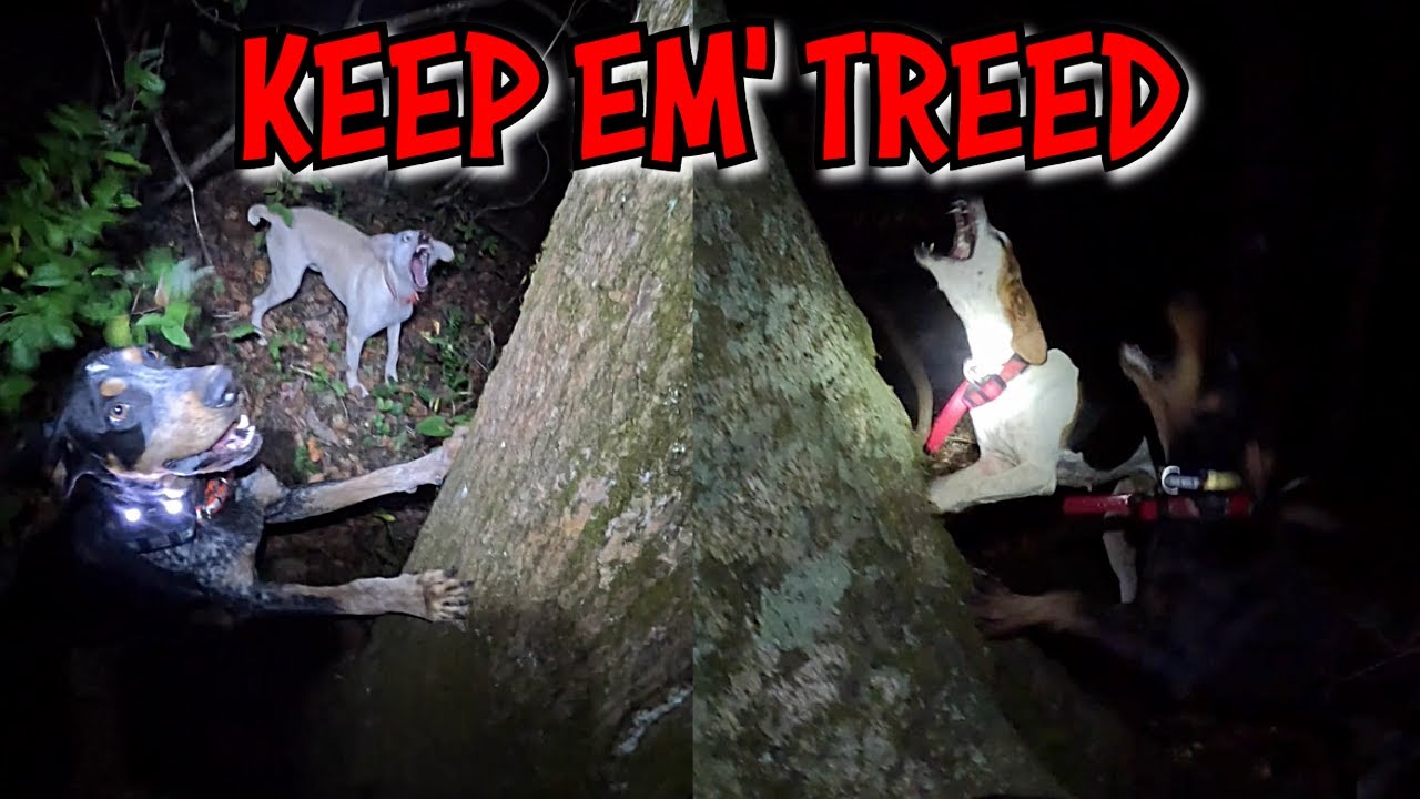 Coon Hunting In The Tennessee Mountains - YouTube