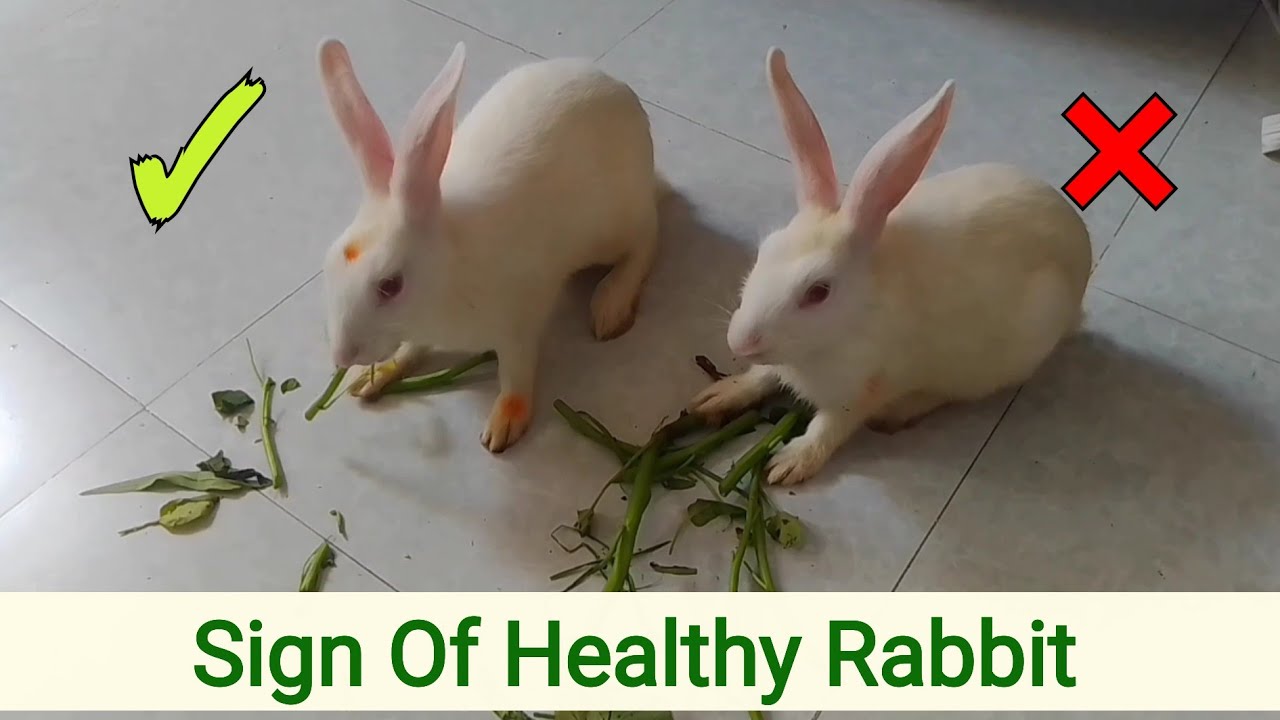 How to check your rabbit is healthy healthy rabbit eyes, healthy rabbit ...
