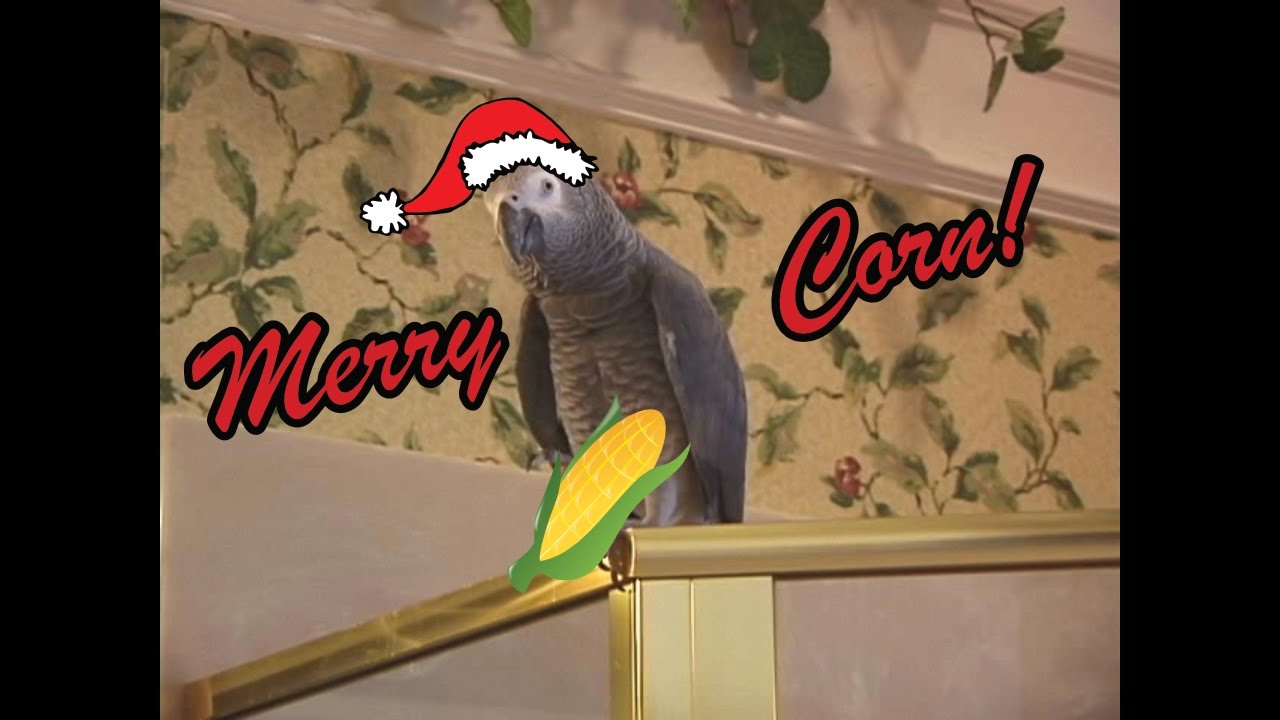 "Merry Corn!" - Einstein's Politically Correct Holiday Greeting - YouTube