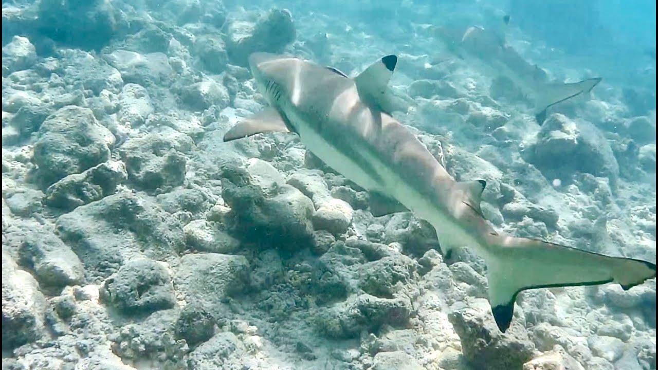 SNORKELLING MALDIVES 2024 - Nalaguraidhoo - Ari Atoll - YouTube