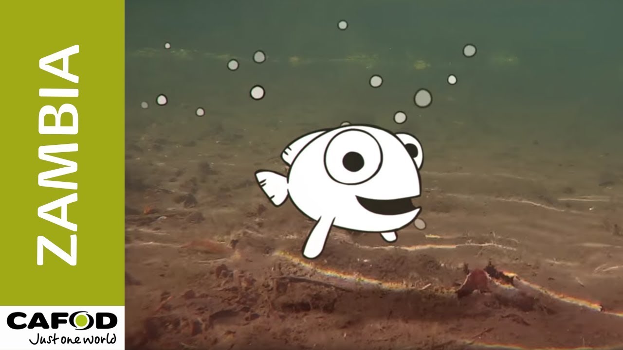 Bob the fish in Zambia | For young people | CAFOD - YouTube