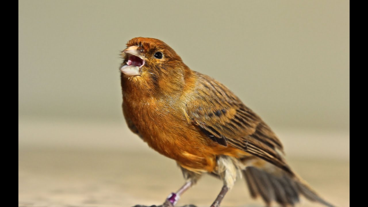 Canary singing beautiful video HD - YouTube