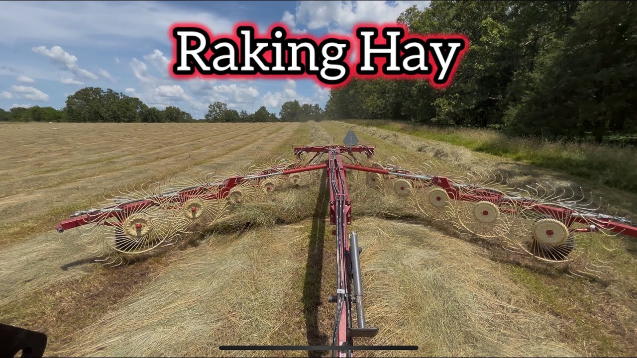 Weening Calves and Raking Hay - YouTube