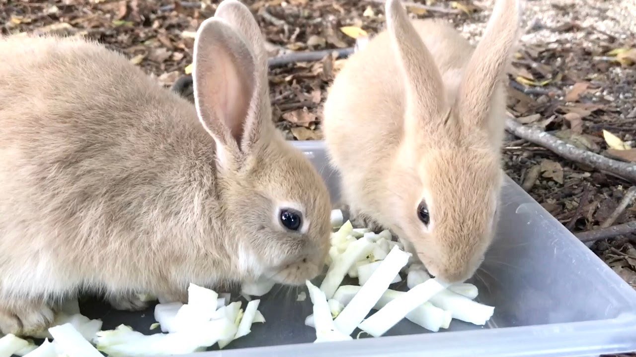 Twin baby rabbits ate vegetables for the first time in their lives ...