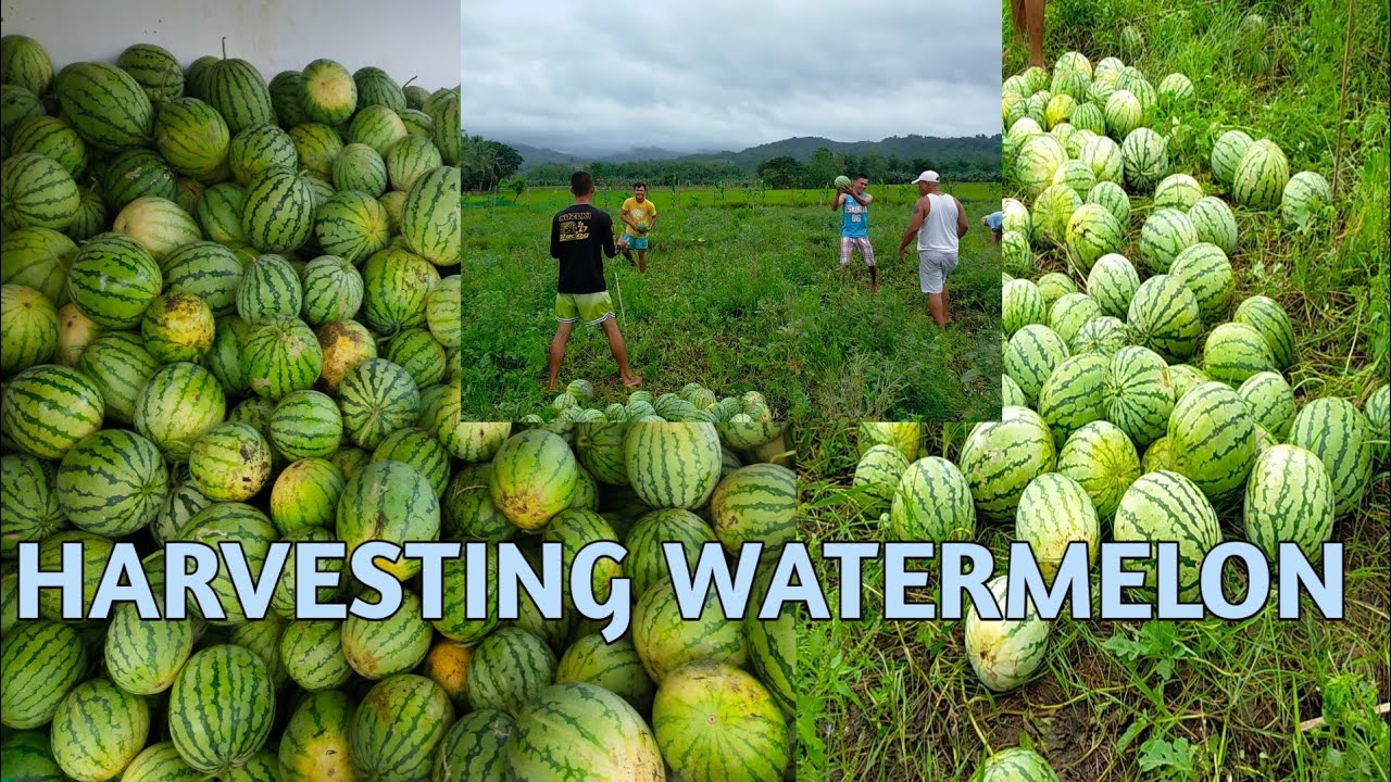 HARVEST TIME NG PAKWAN - YouTube