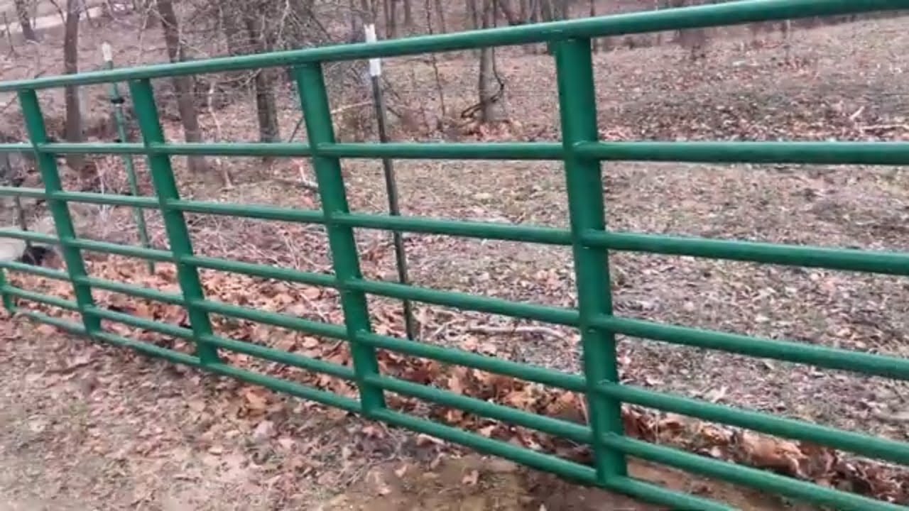 New Gate on Hedge wood Posts - YouTube