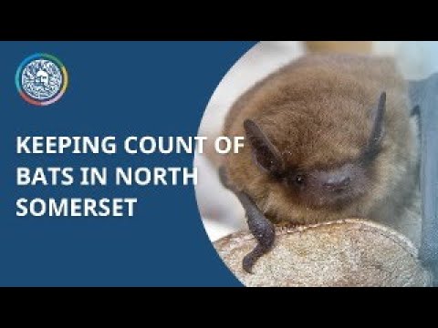 Keeping count of bats in North Somerset - YouTube