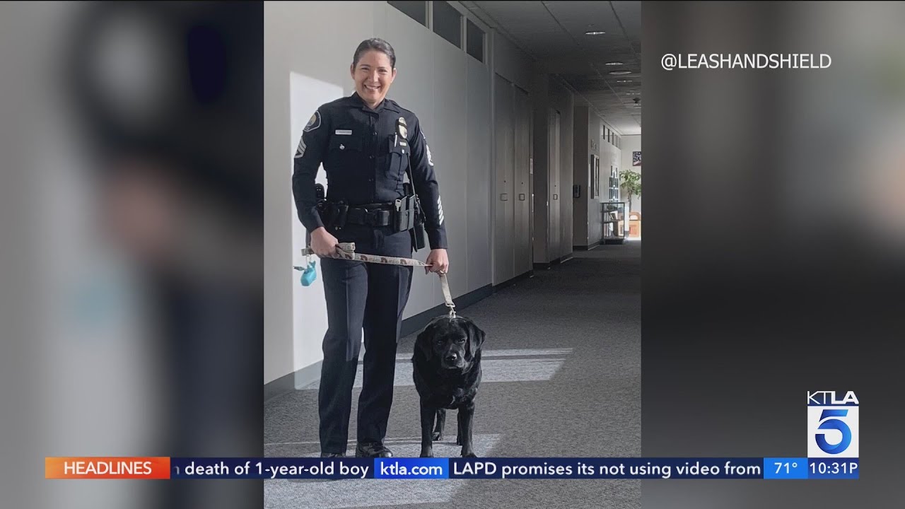 Retired police sergeant launches armed dog walking service - YouTube