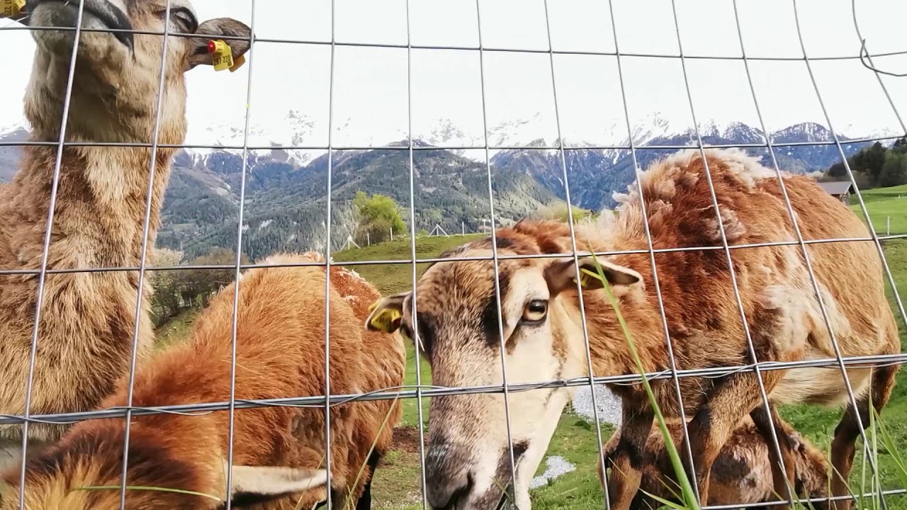 Baah-baah-sheep - YouTube