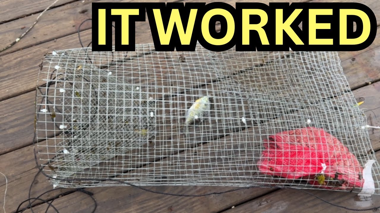 Homemade Bream (perch) trap using scraps! CHEAP! - YouTube