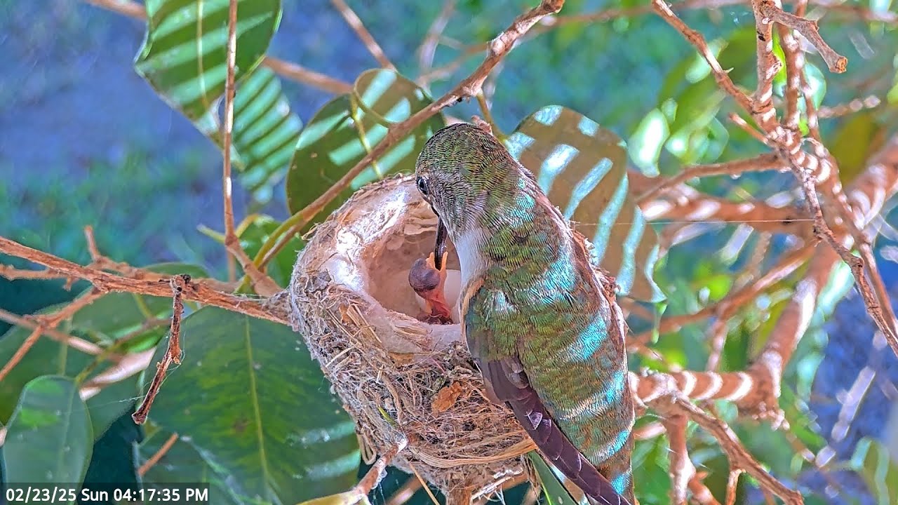 Just hatched baby hummingbird chicks very first feeding. # ...