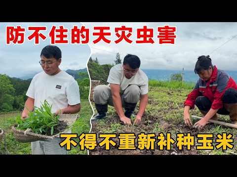 农民最是头疼的事：防不住的天灾虫害，有一个好收成真不是一件容易的事