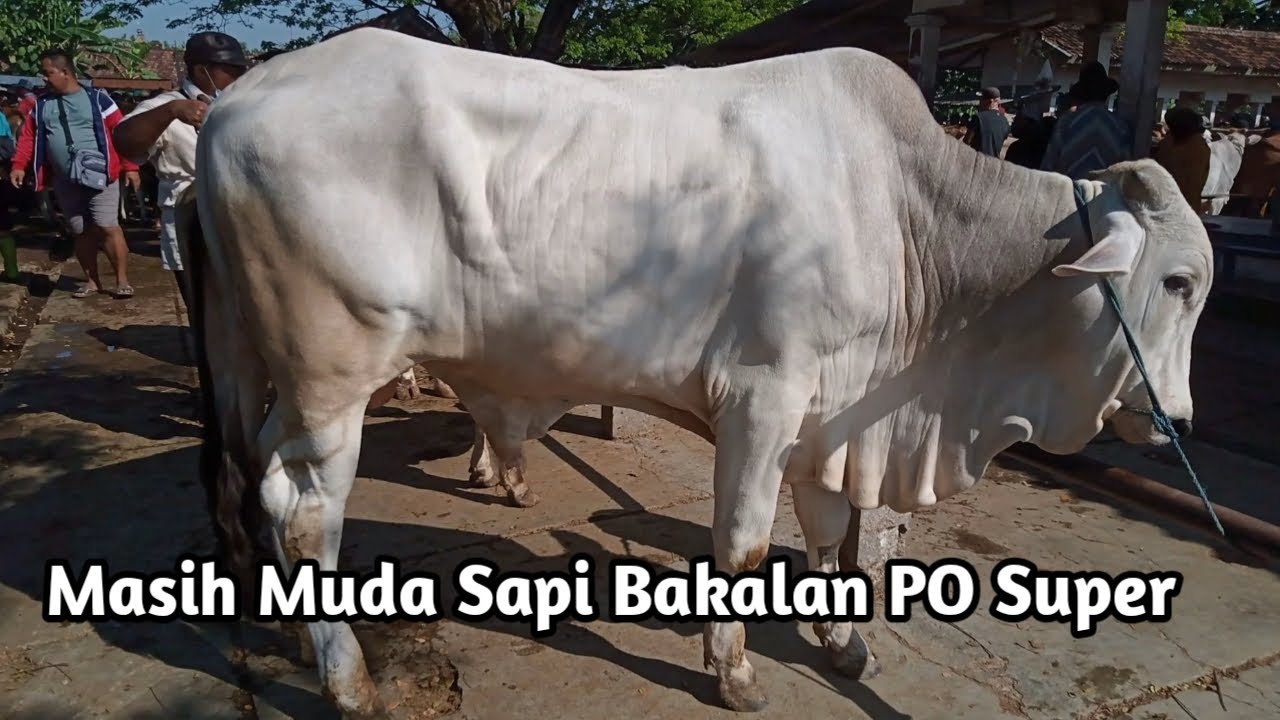 Sapi Bakalan PO Super Bagus Cek Harga Pasar Pon Blora Jawa Tengah - YouTube