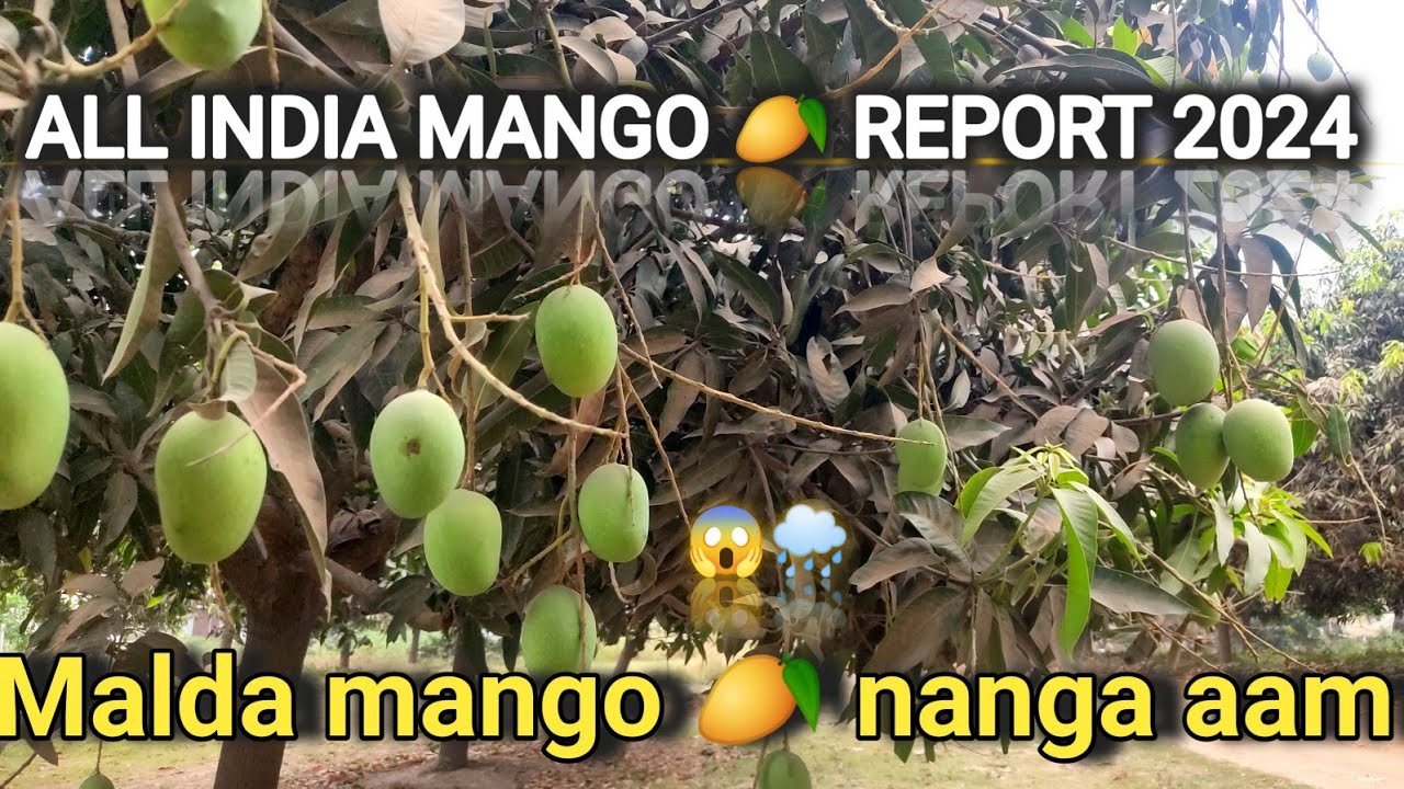 Malda aam ||2024 mango report 🥭||aam kaisa hota hai ||all India report ...