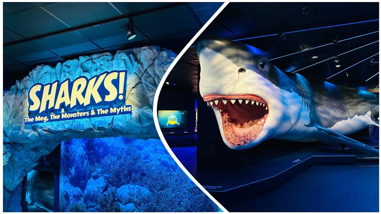 ʚĭɞ : Houston museum of natural science vlog | Shark exhibit 🦈 - YouTube