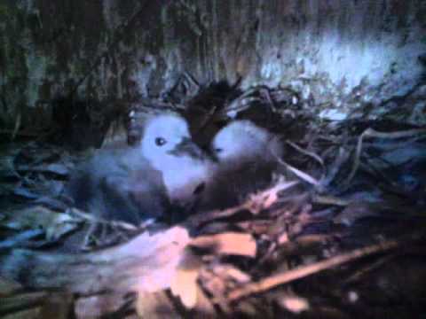 Hamerkop chicks in their nest (Scopus umbretta) 2011 (1) - YouTube