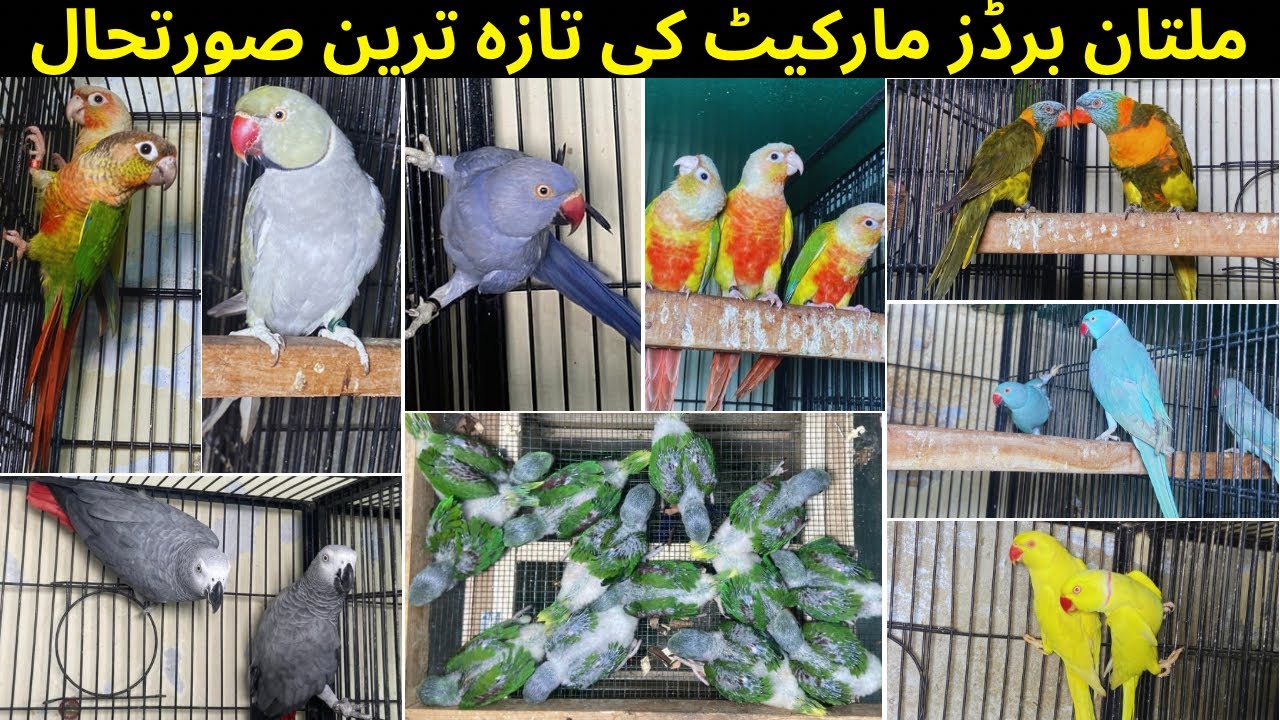 Visited at Flying Birds Shop Rashadabad Multan all Fancy and Imported ...