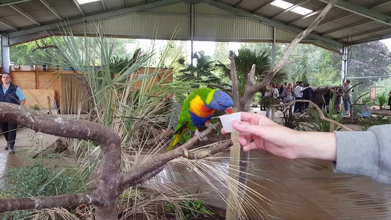 Twycross Zoo Rainbow Lorikeets Birds - YouTube